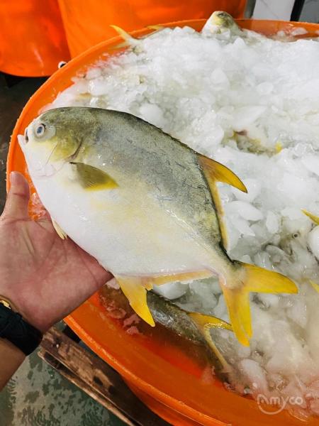 Golden Pompano producer/factory/manufacturer/supplier/exporter |Amyco ...