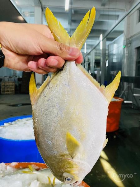 Golden Pompano producer/factory/manufacturer/supplier/exporter |Amyco ...