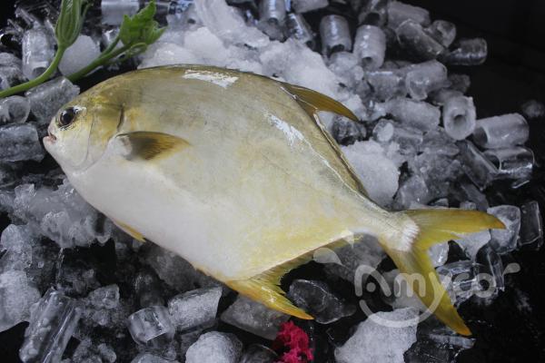 Golden Pompano producer/factory/manufacturer/supplier/exporter |Amyco ...